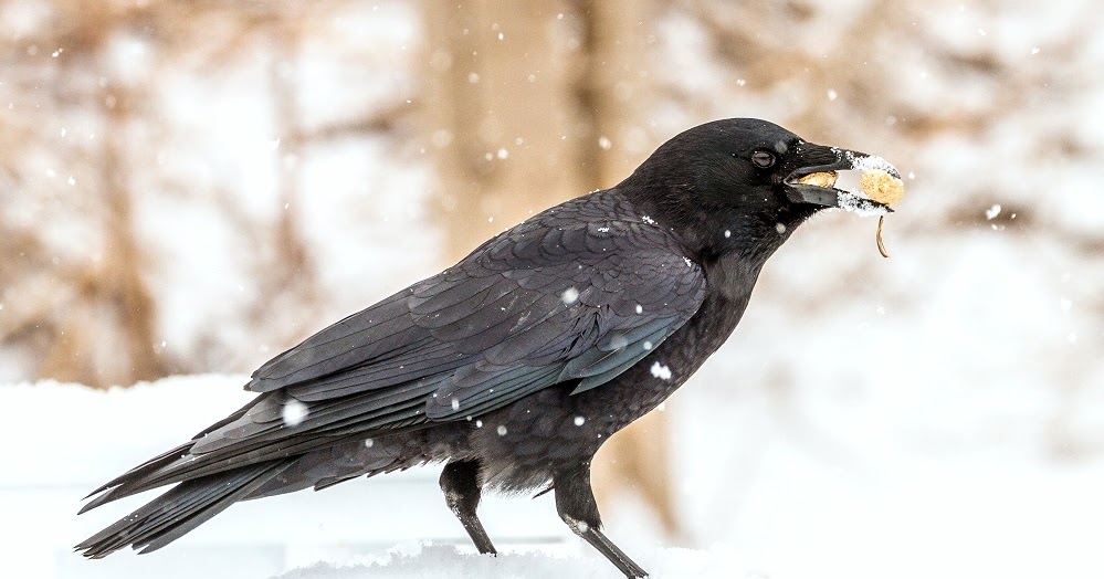 Bitstop: Crows in the Snow
