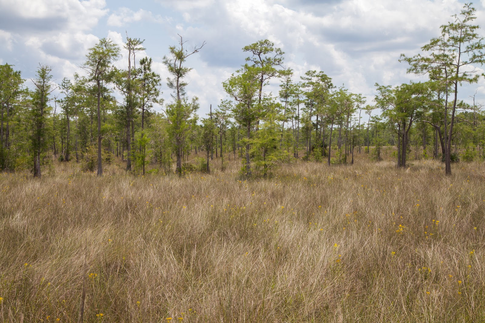 Wet and Wild Swamp Walks in Big Cypress National Preserve - Explore the ...