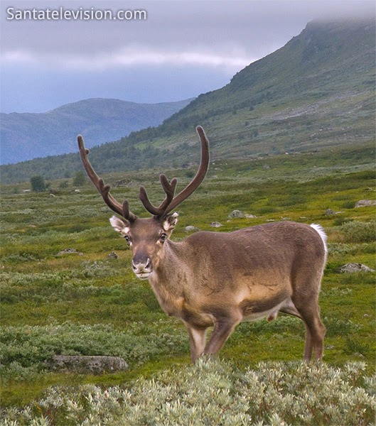 Animal em Risco - O Blog Selvagem!: Rena