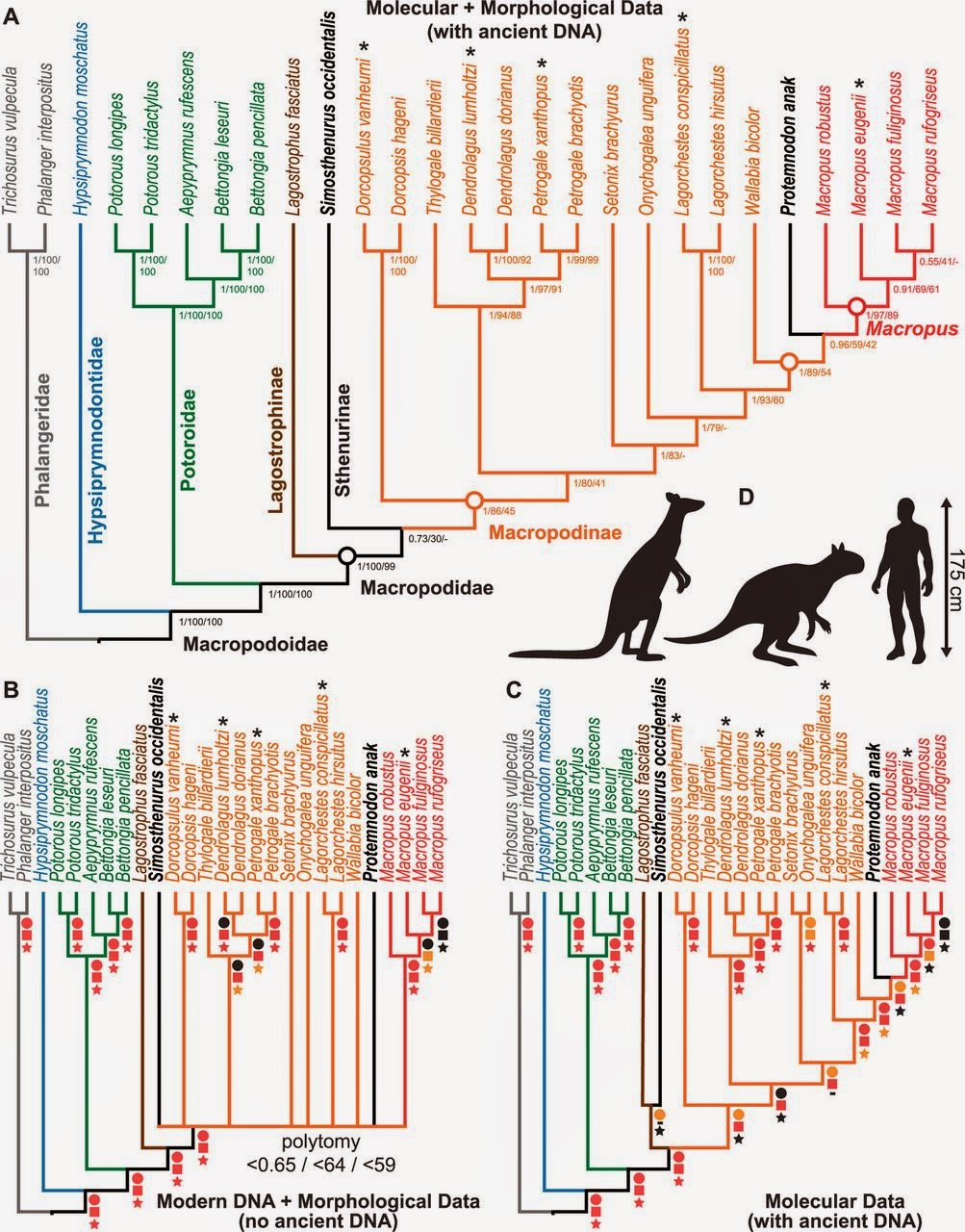 The Dragon's Tales: DNA of Extinct Pleistocene Quaternary Macropod ...