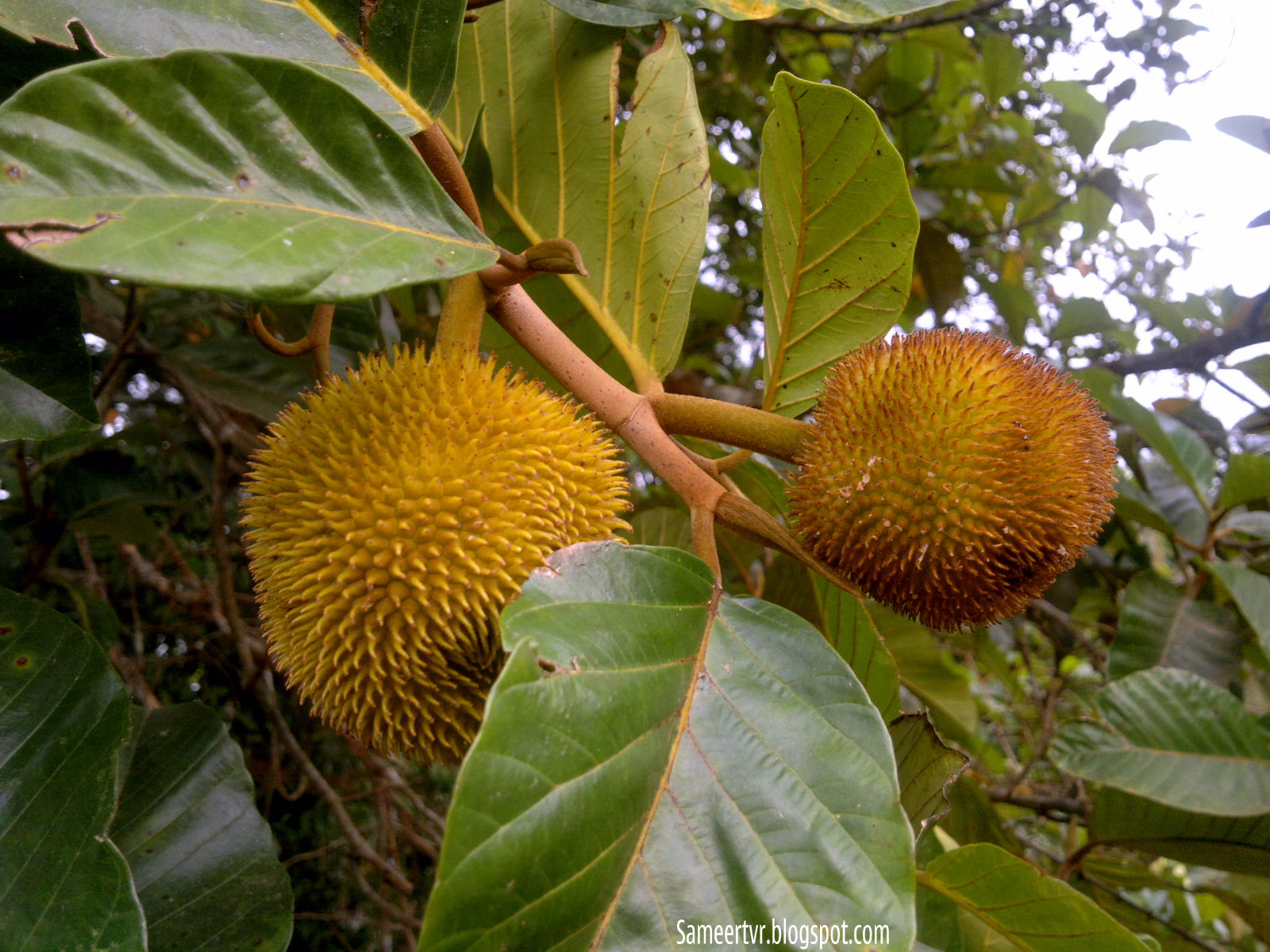 be creative, think nature and truth. My mobile blog: Artocarpus ...