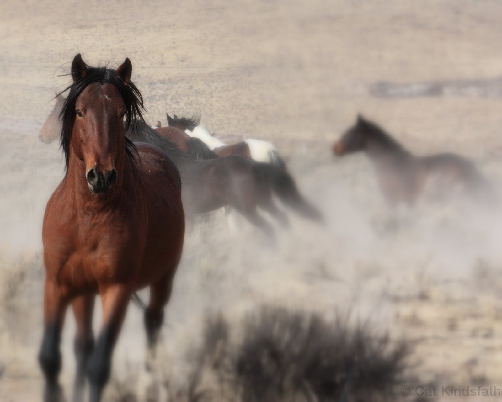 Images of HeART: Craig Downer announces his new book ~ "The Wild Horse ...