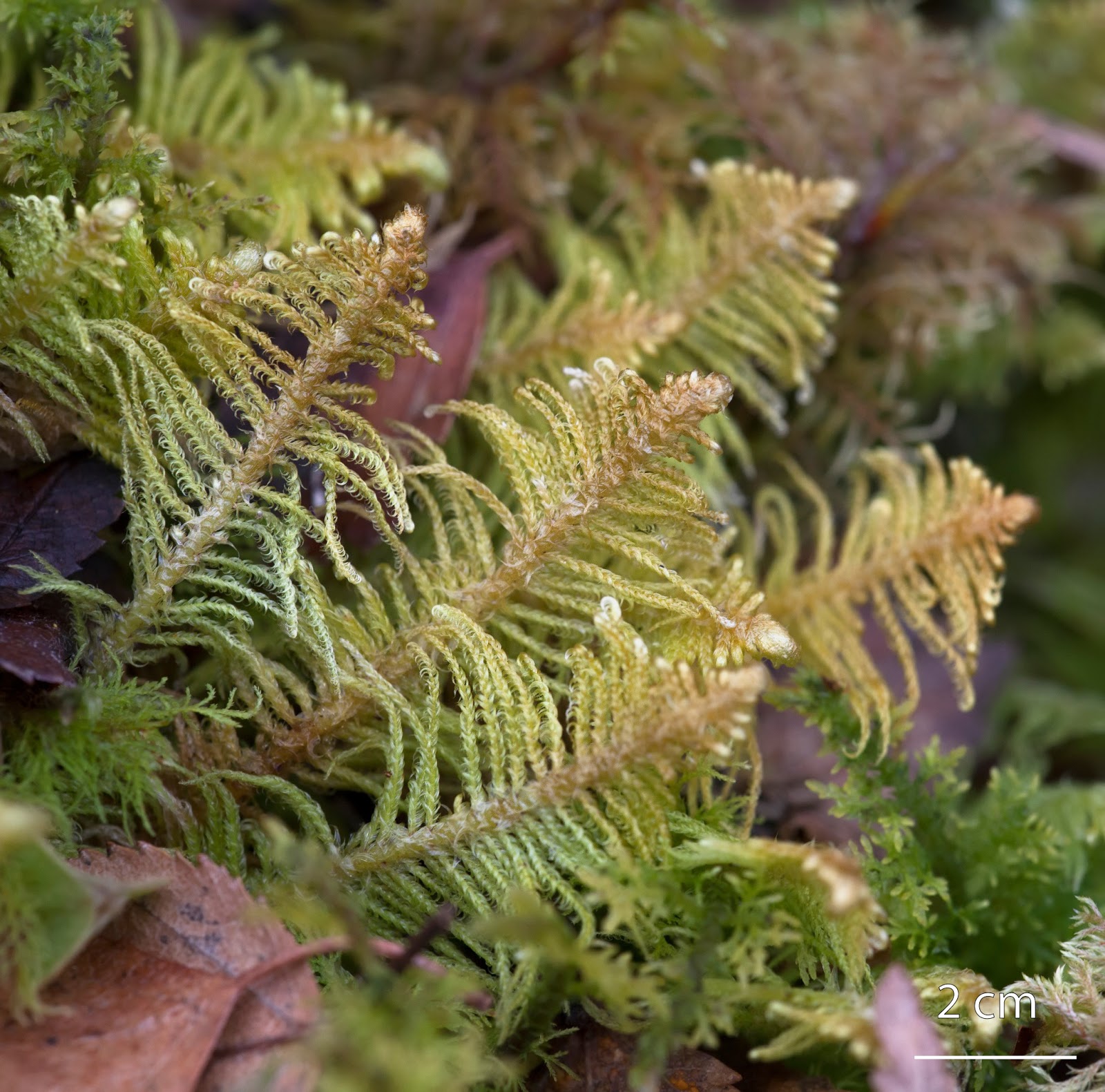 Proyecto Musgo: Ptilium crista-castrensis