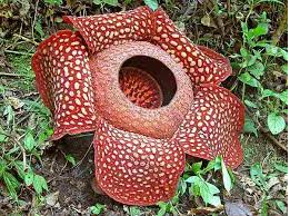 Bunga Parasit Langka, Rafflesia arnoldii Tanaman Khas Pulau Sumatera ...
