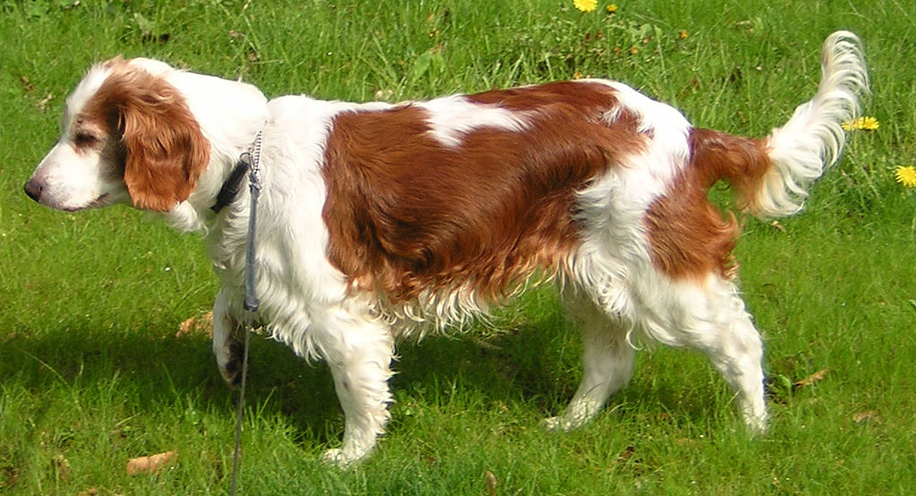 Welsh Springer Spaniel - Family Friendly Hunting Dogs Breed | Best Puppys