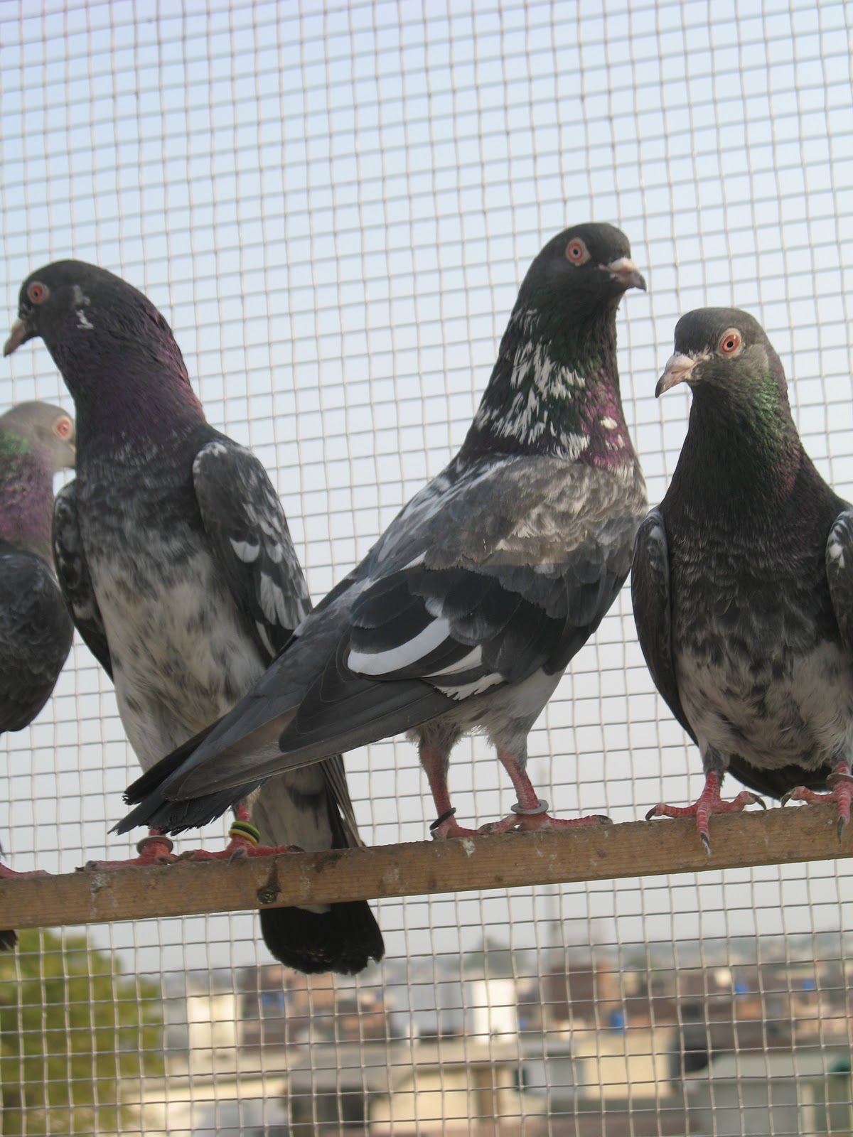 Pakistani Tipplers (Kabootar Baaz) | UK & USA Pigeons | Fancy Pigeons ...