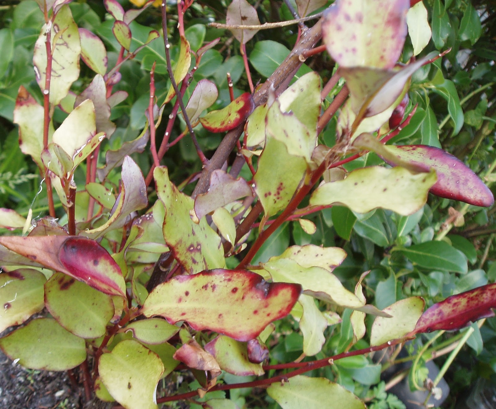 A Forager's Treasury ID gallery: Horopito (Pseudowintera colorata)