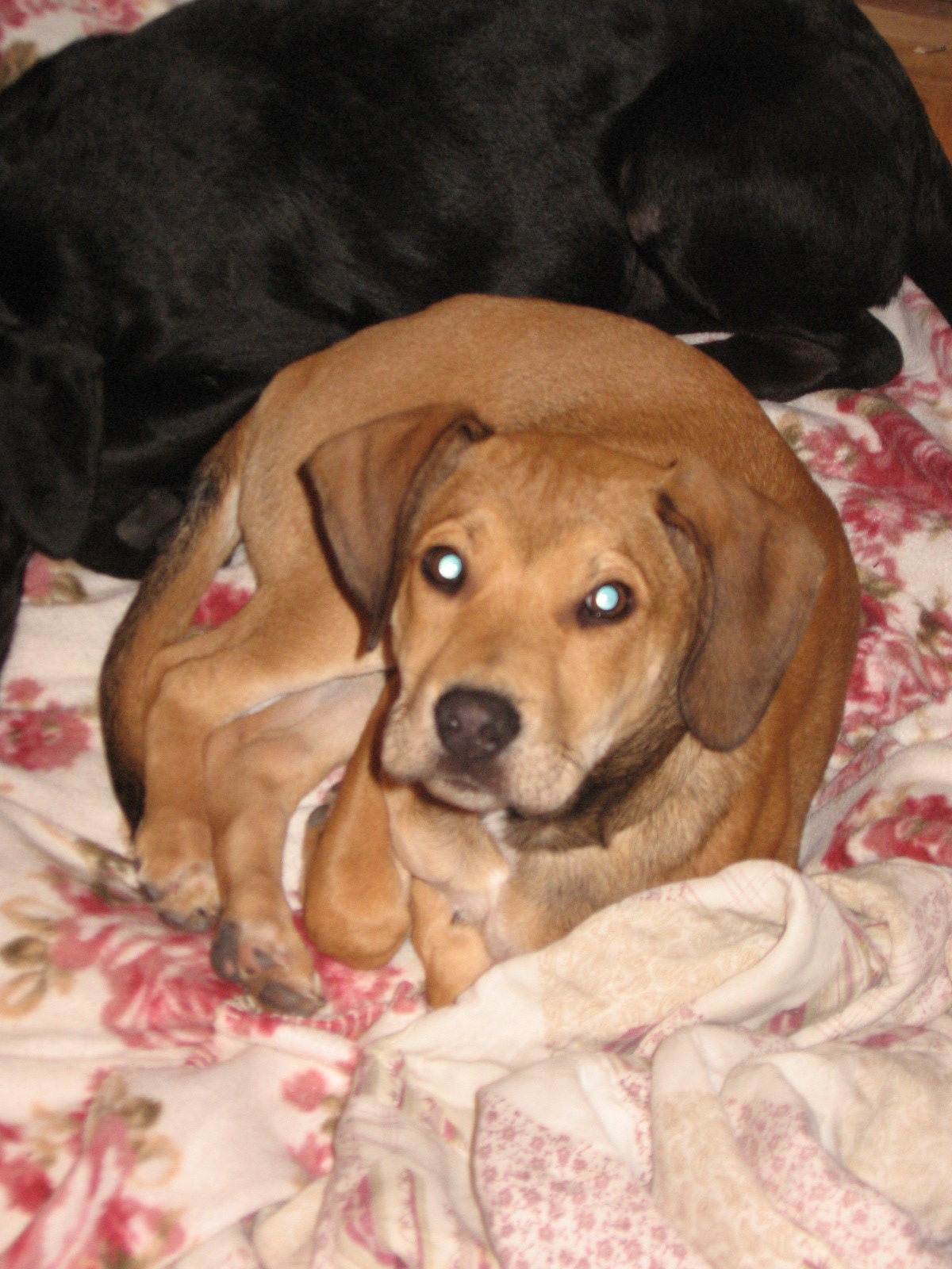 Stray Dogs That Amble In: Part IV