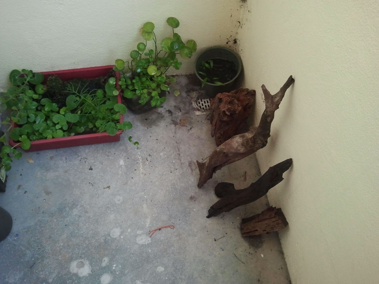 It's All About Aquascaping!: HOW TO TIE JAVA MOSS ON DRIFTWOOD