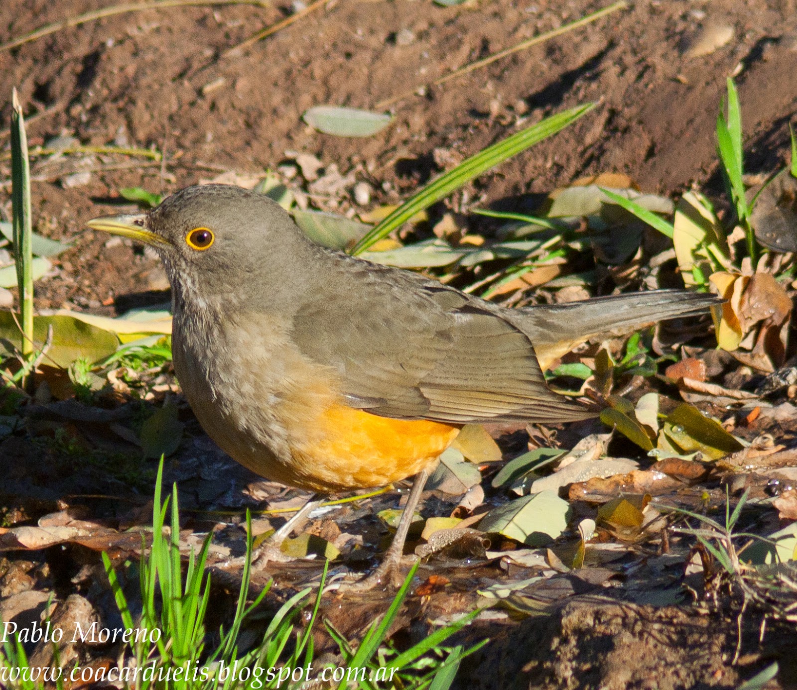 Aves de Mendoza: Zorzal colorado( Turdus rufiventris)