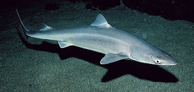Spiny dogfish | The Life of Animals