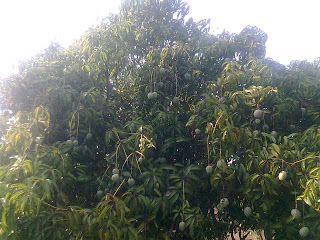 Flowers & Fruits! : Visit to Mango orchard in Srinivasapura,Kolar ...