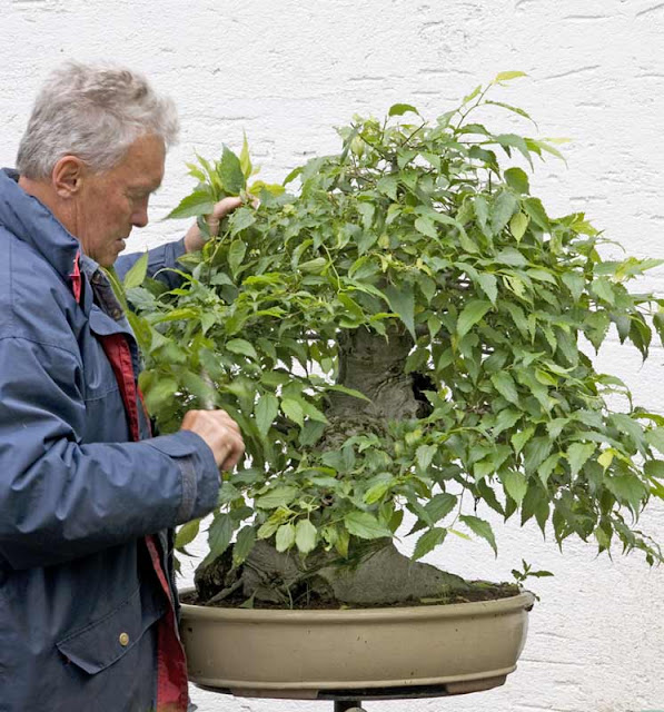 Walter Pall Bonsai Adventures: Cutting back European hackberry