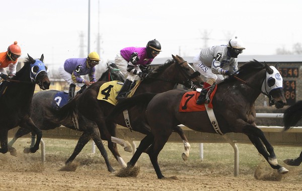 Thoroughbred Race Horses - The Backstretch