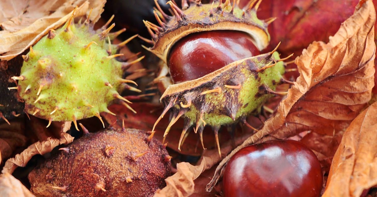 Conkers - Reflections and Nature