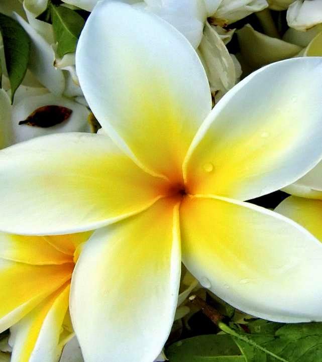 Ce NUME se sarbatoresc de FLORII - Floriile nume de flori sarbatorite ...