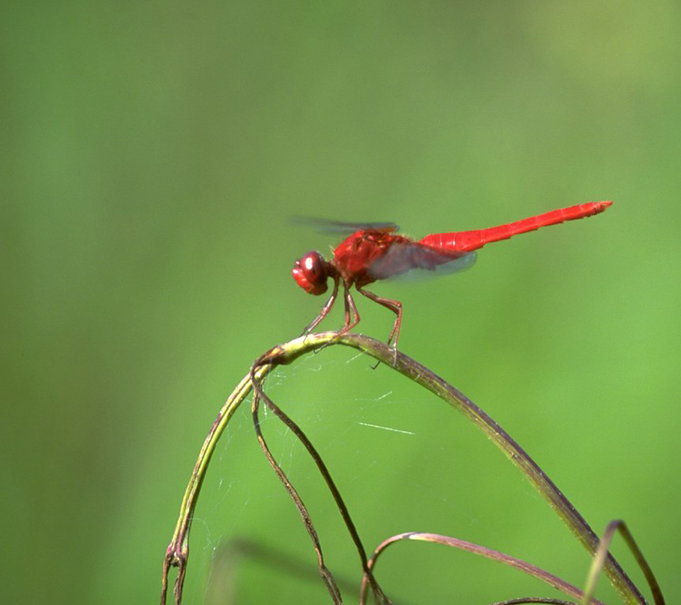 something on everything: The Fastest Animals on Earth