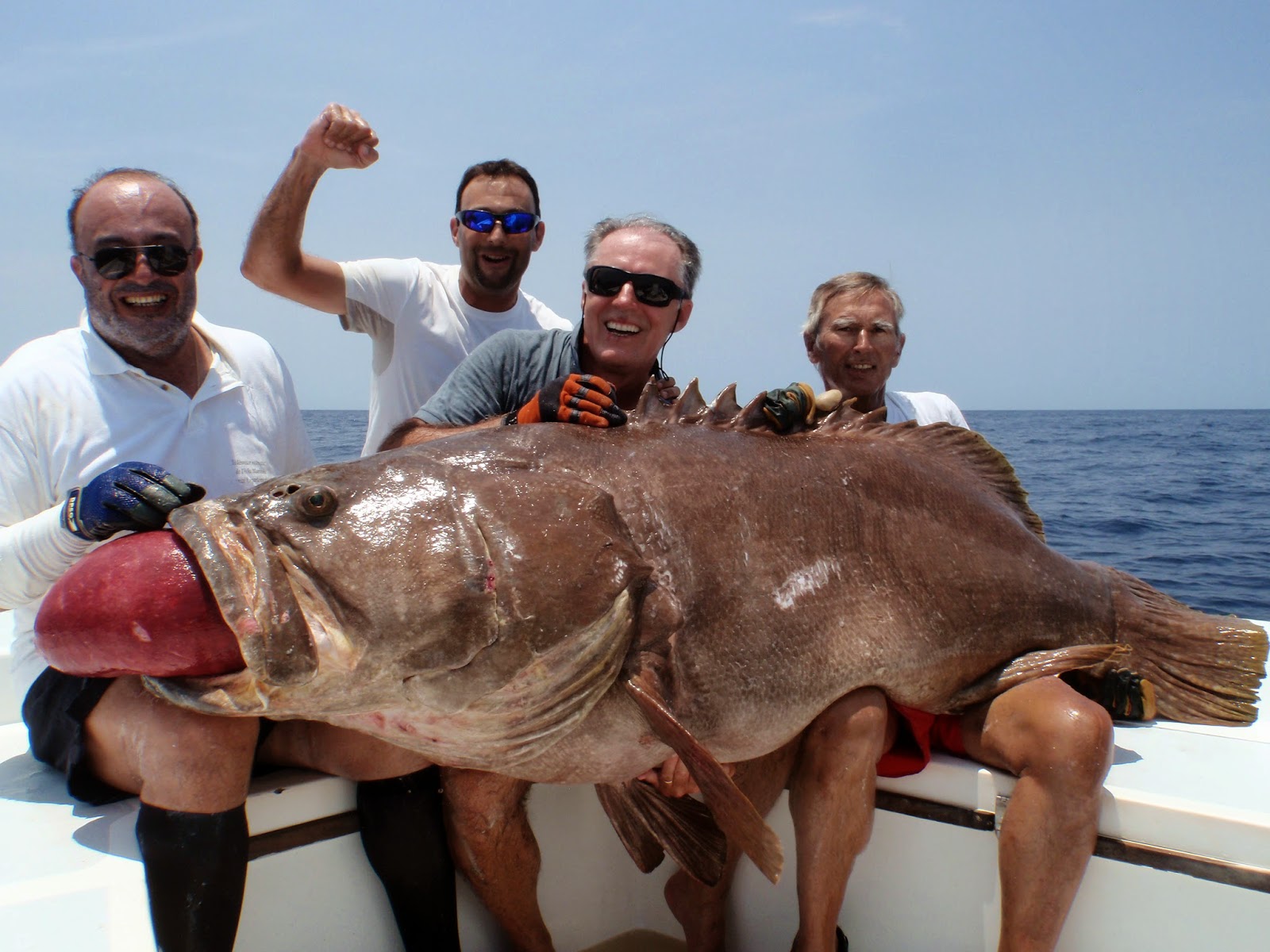 Roiron-Marc: Le mérou lancéolé (mérou géant)
