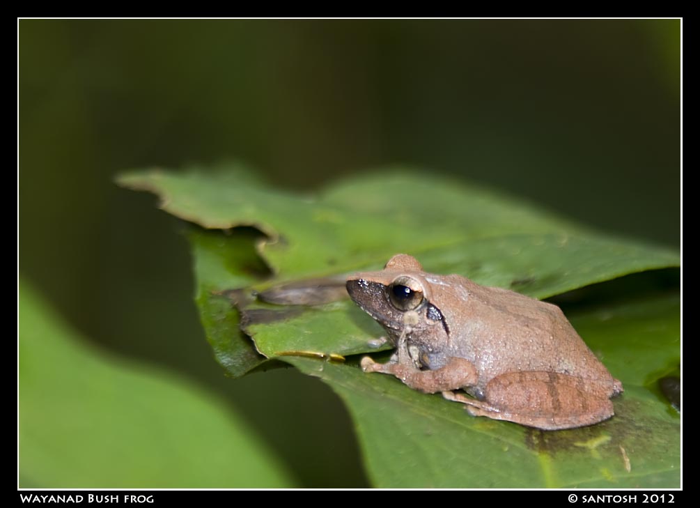 Huchchara Santhe: croak croak... Croakers