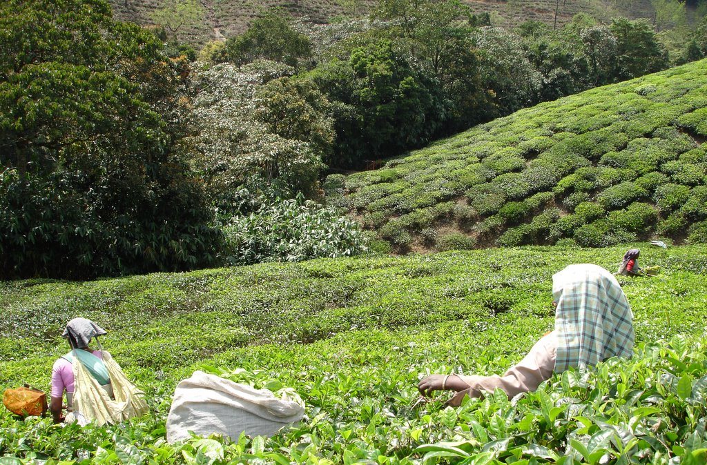 Tamilnadu Tourism: Manjolai Tea Estate, Manjolai Hills