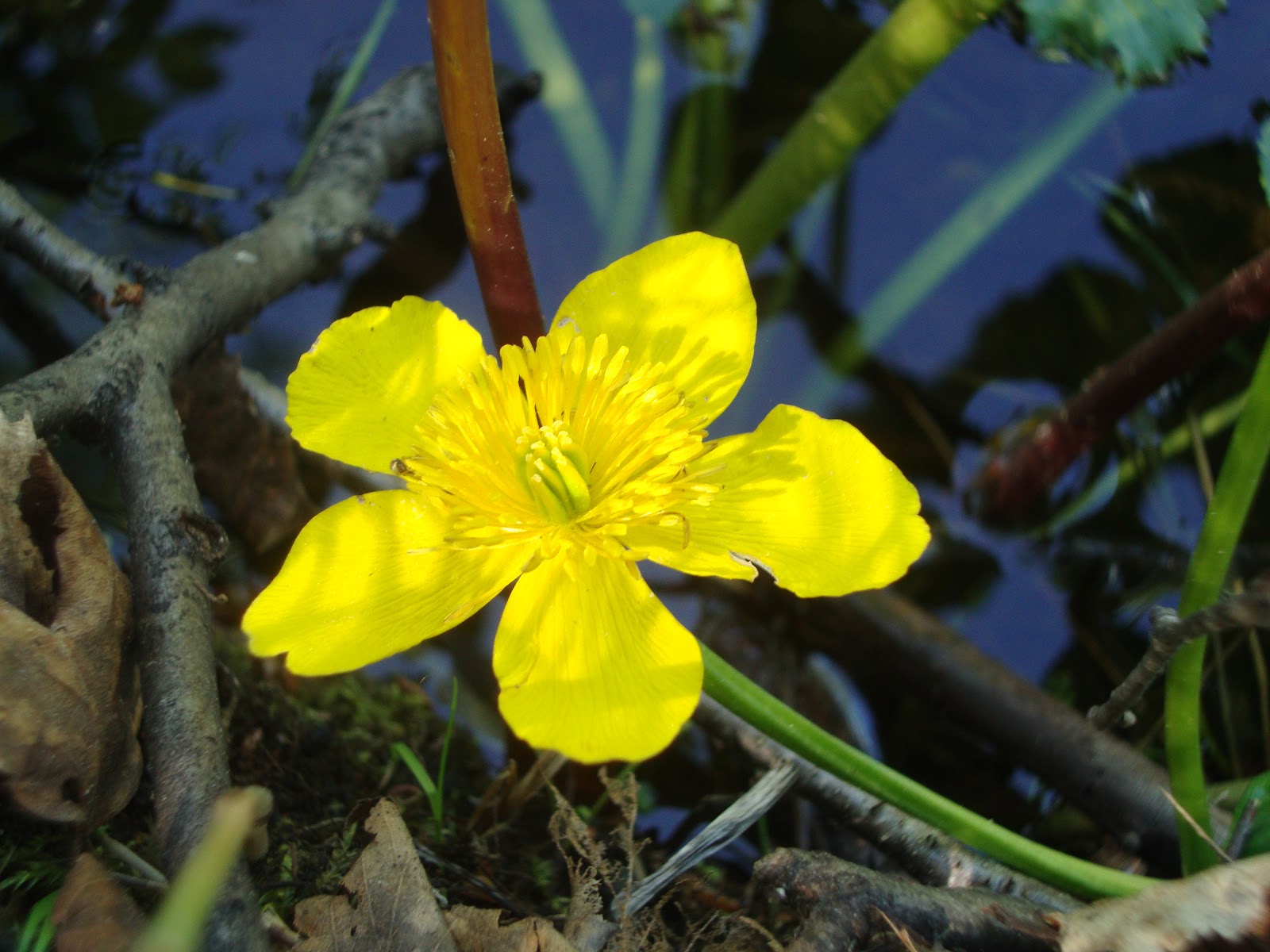 Kasvikansio: Keltakukkaiset kasvit
