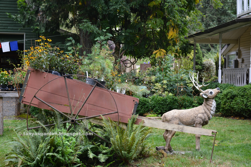 MySecretGarden: Visit to The Old Goat Farm