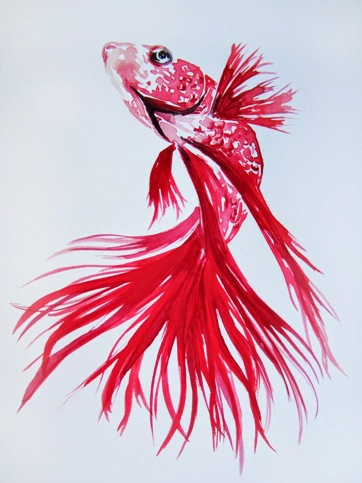 Koma Art: Red Blood Fish - Watercolor Illustration