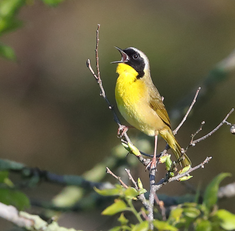 See What I See: Ocean City NJ wildlife -small birds