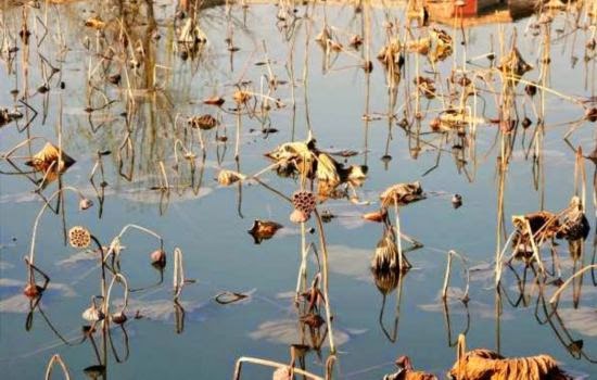 The Rectification of Names: Straw dogs