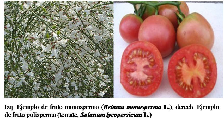 Universo Botánico: Los Frutos I. Definición y Características.