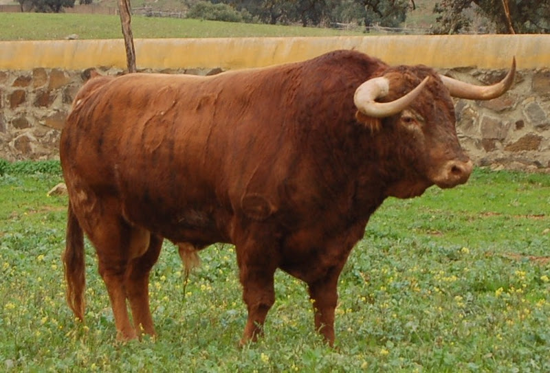 ESPAI TAURÍ: Penya Taurina El Piló. Almassera