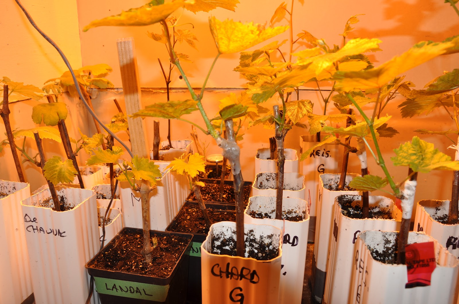 Northern Grapes: Grapevine grafting (part 2): Callusing and rooting.