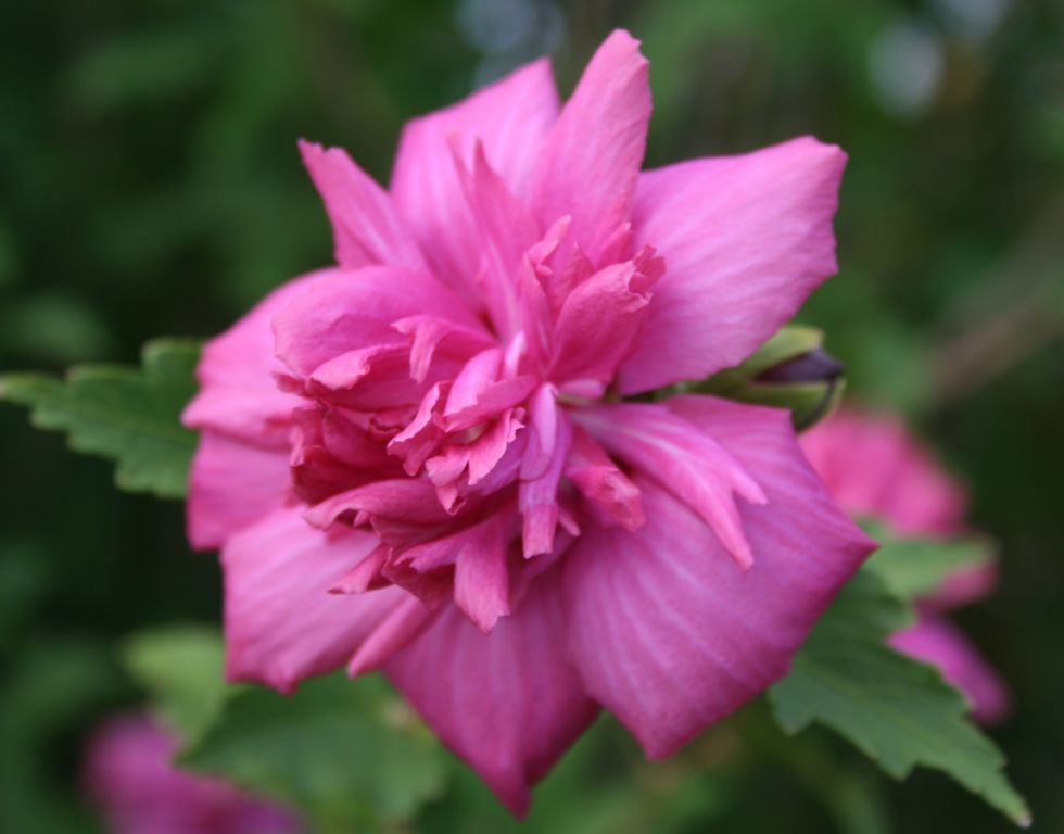 Garden Musings: Stalwart Roses