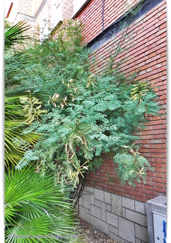 NaturAranjuez: Caesalpinia gilliesii (BARBA DE CHIVO)