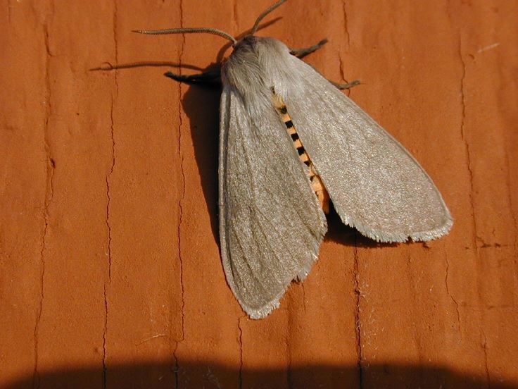 Field Biology in Southeastern Ohio: Noctuid Moths & Tiger Moths