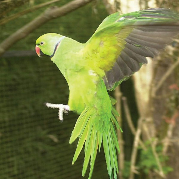 Bird Breeds Pictures Information