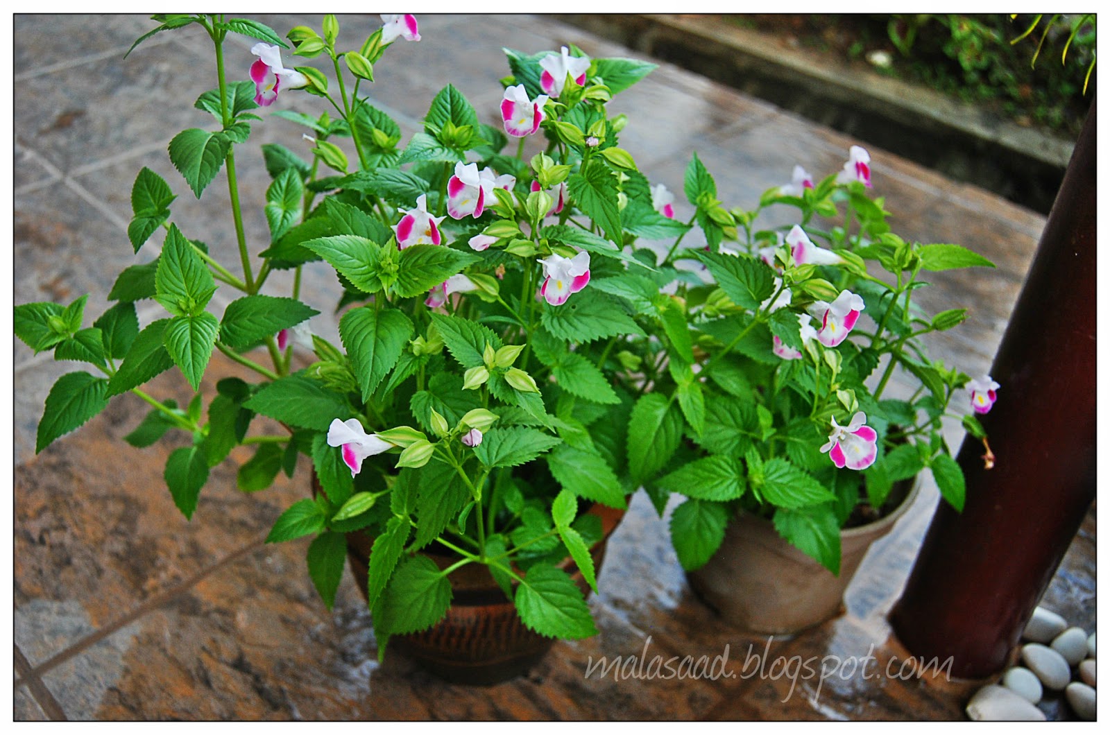 My Green Eye's: My Torenia Fournieri - Bunga Loceng