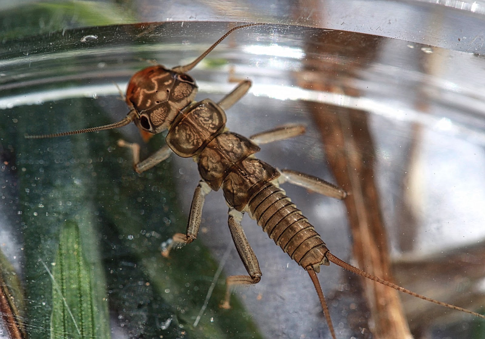 Aquatic Insects of Central Virginia: Perlodid stonefly Malirekus ...