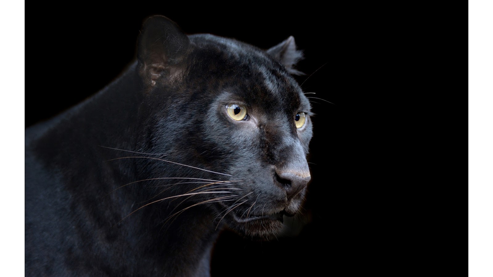 Panther - HD Wallpapers | Earth Blog
