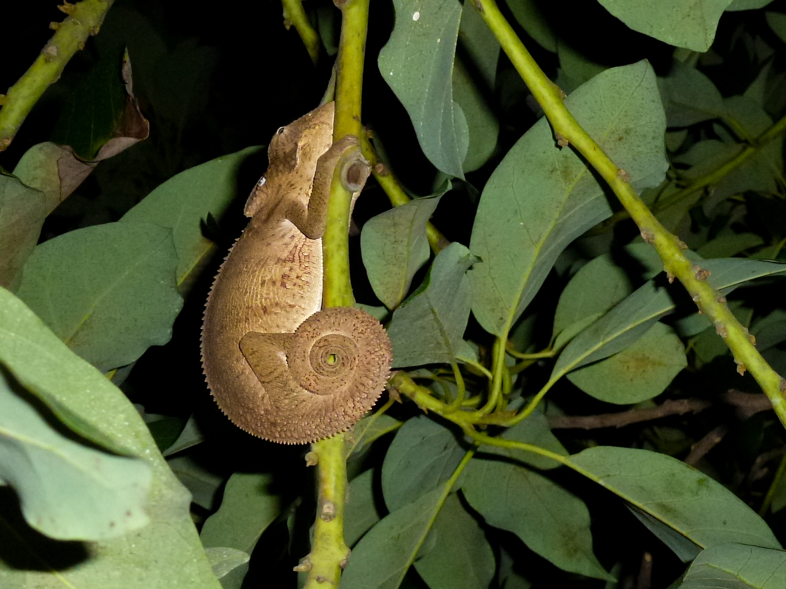 the adventures of US: Wild Oustalet's Chameleons in South Florida