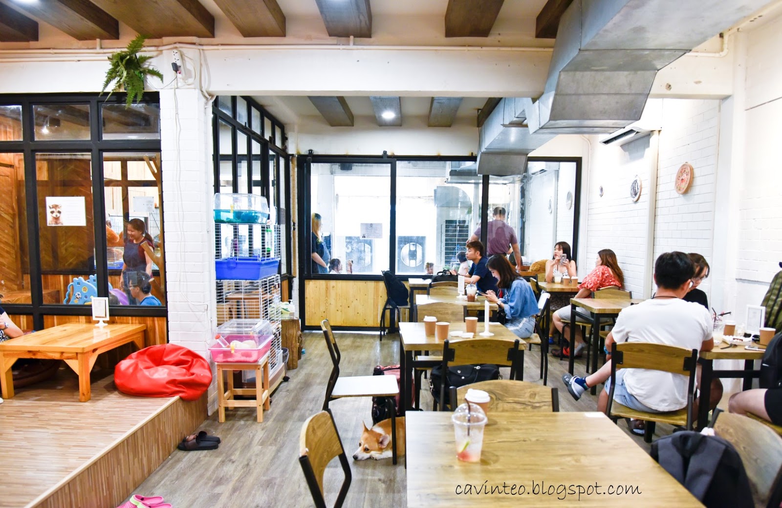 Entree Kibbles: Little Zoo Cafe - More Than Just Dogs & Cats @ Bangkok ...