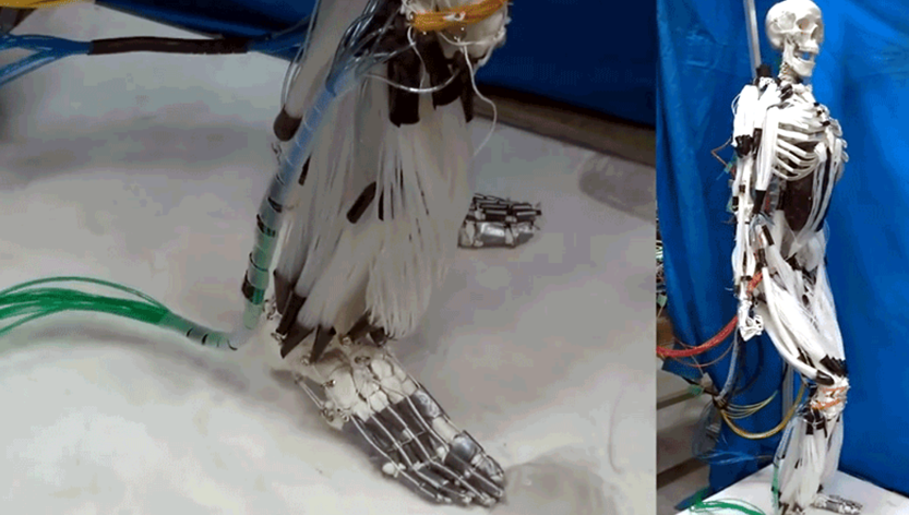Researchers Create Skeletal Robot Powered by Artificial Muscles | 33rd ...