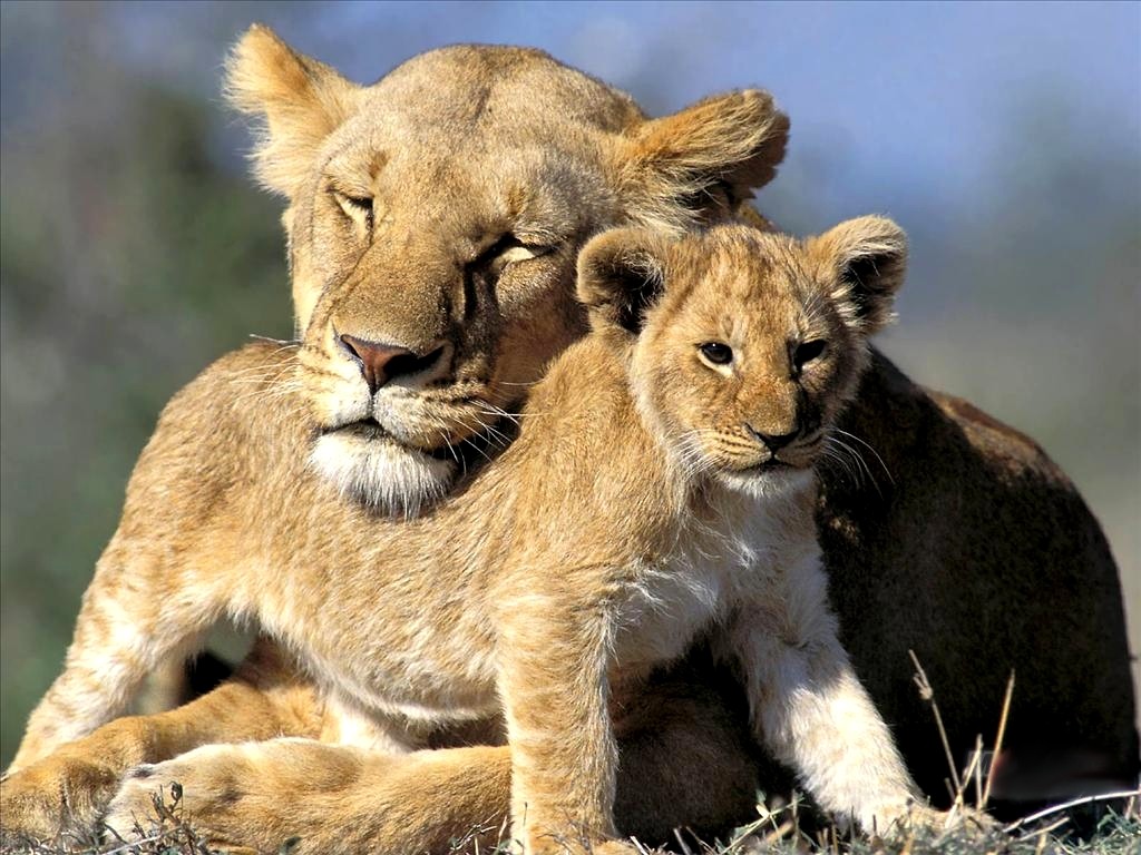 a força de uma Leoa | Carlinha com bicho-carpinteiro