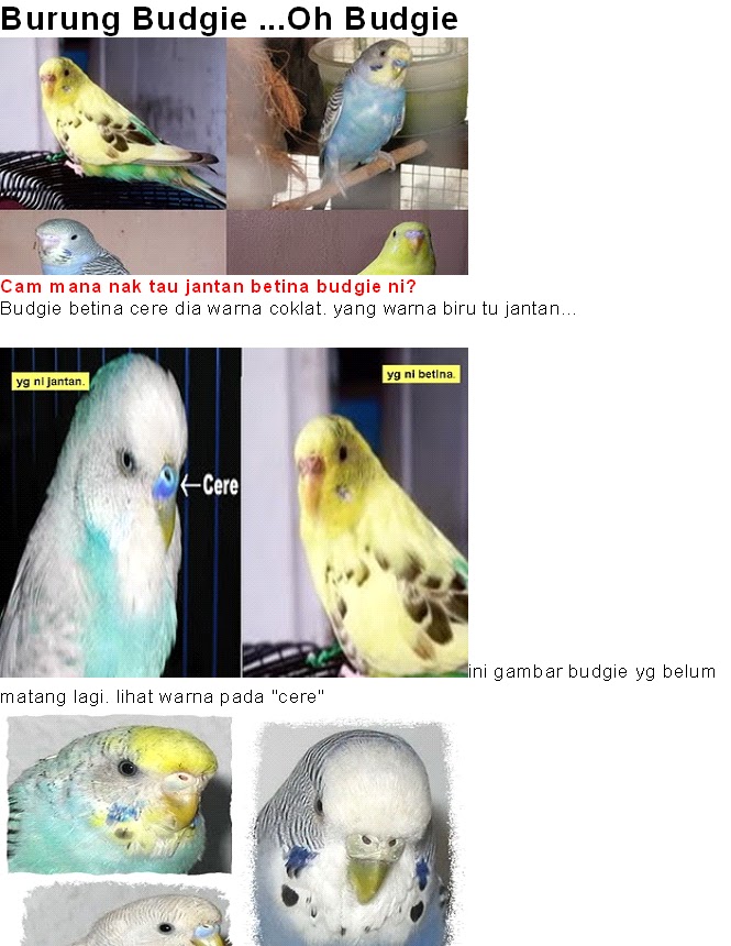 MSH-LOVE BIRD: Budgie Jantan Dan Budgie Betina