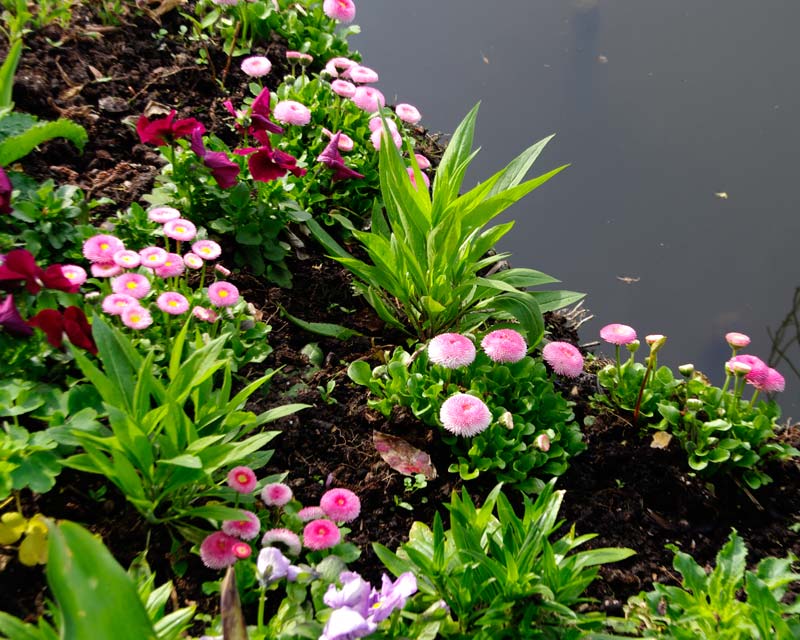 Bonina - Planta Medicinal e Muito Ornamental | CirculodoVerde