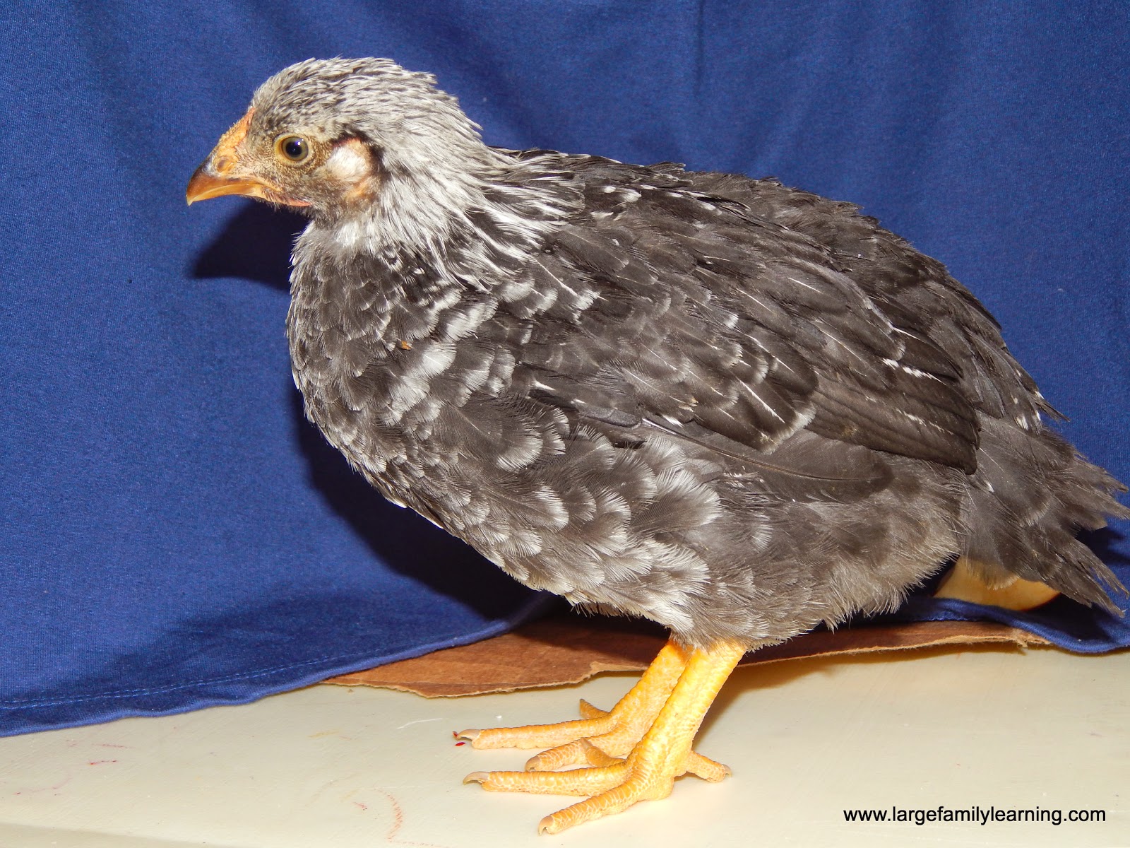 Large Family Learning : Raising Baby Chicks: 5 Weeks Old