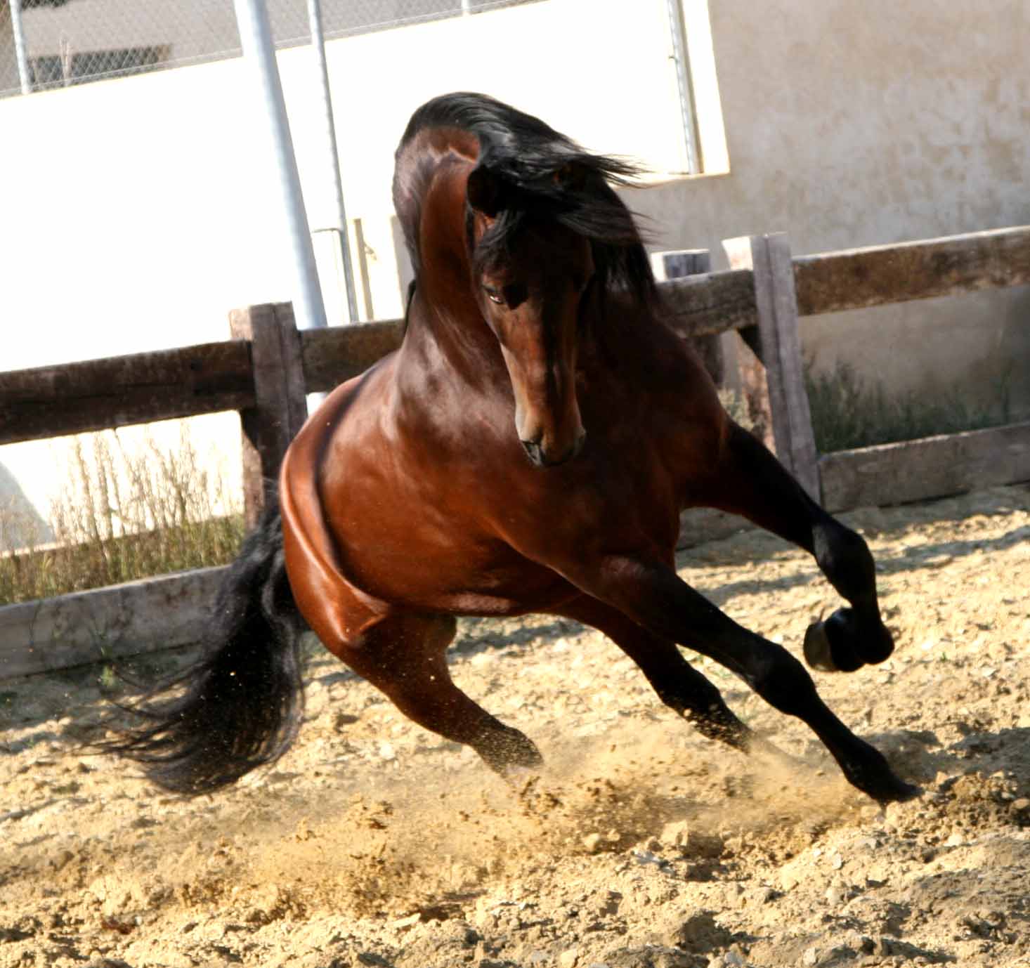 Los Animales de Andalucia: EL CABALLO ANDALUZ