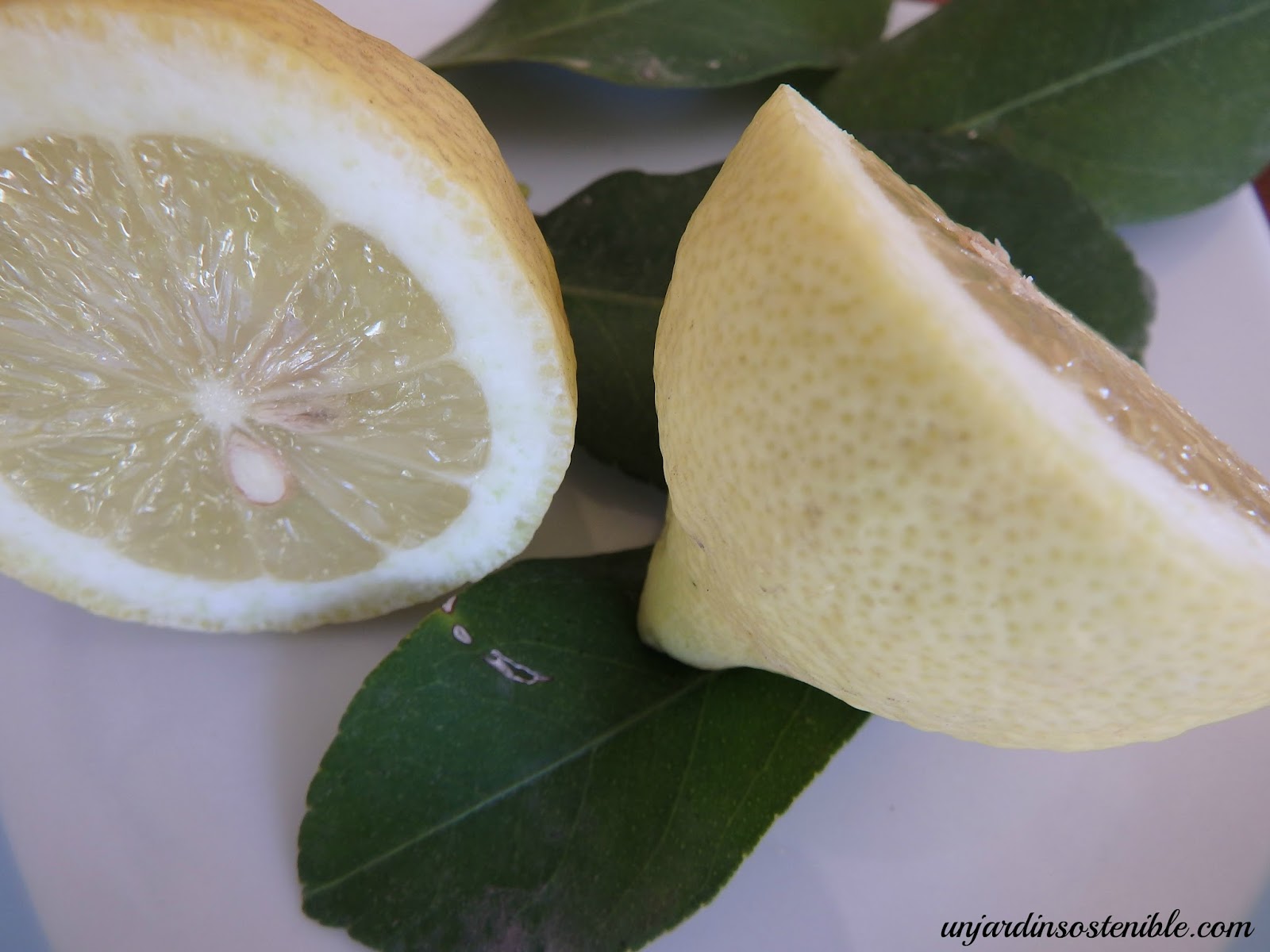 Citrus Limón (Limonero) Los Cítricos y sus cuidados.