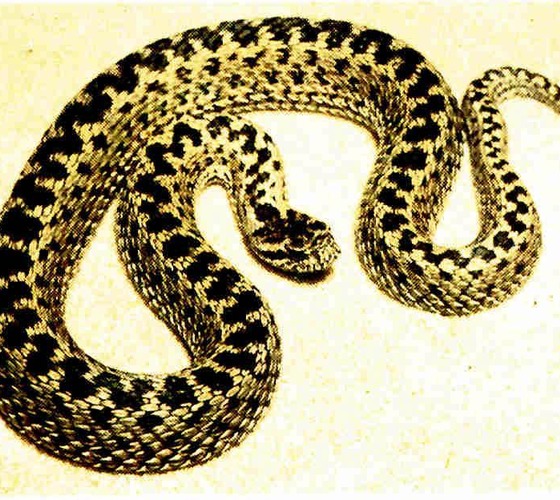 Sharing a rock with a snake....