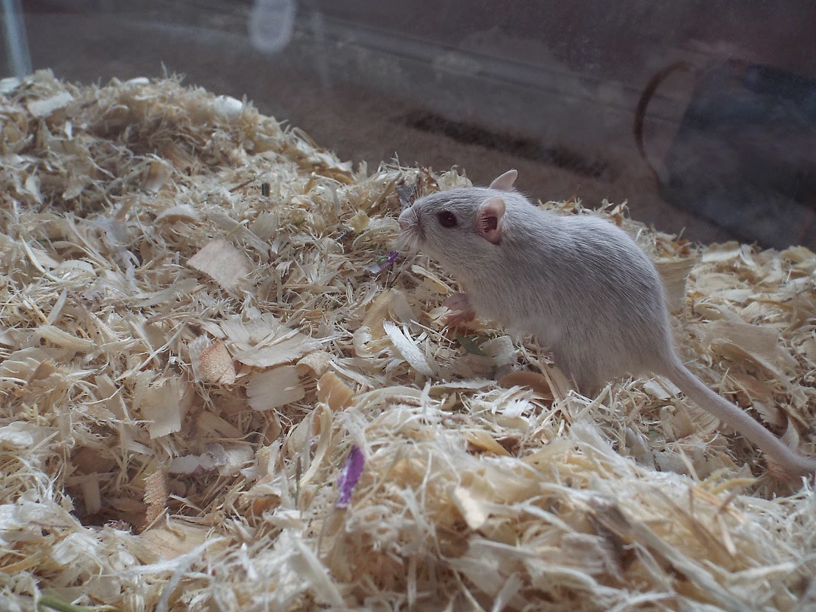 The Gerbil Journal: Colors